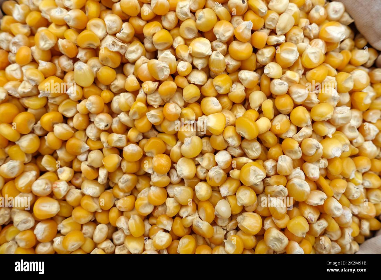 Unpackaged corn seeds sold in cloth bags at seed shops, a large amount ...