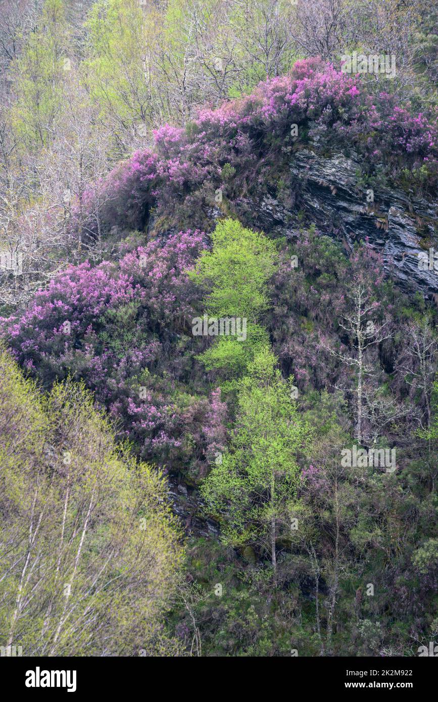 Colorful spring scene with purple heather on the cliff and fresh green ...