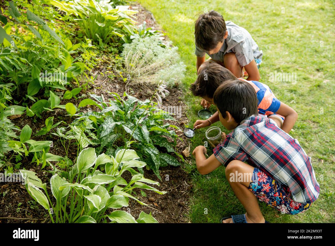 Looking for insects hi-res stock photography and images - Alamy
