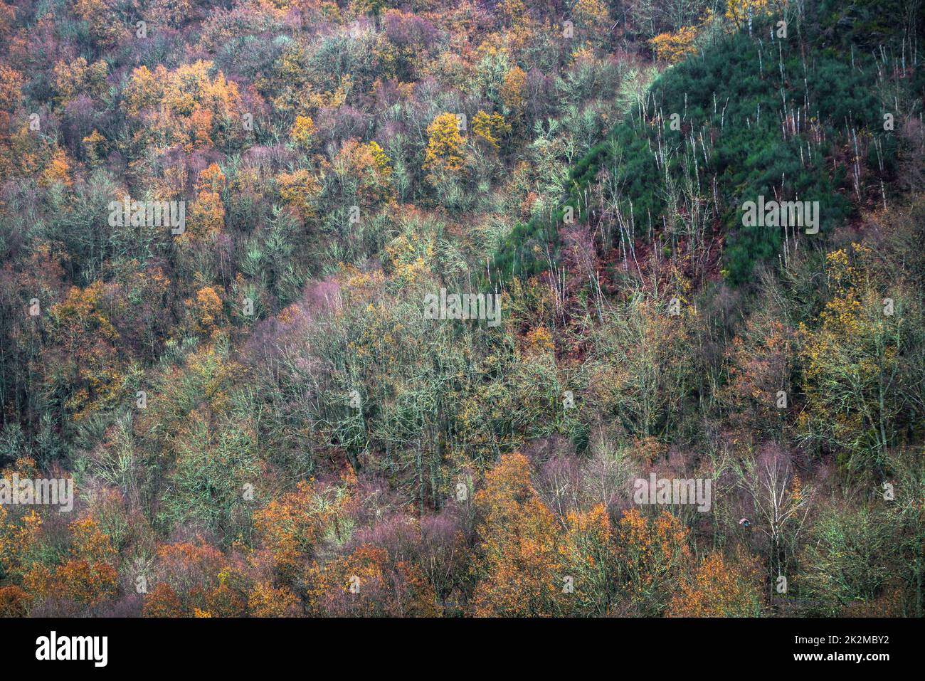 Mix of tree species in different stages of foliage between autumn and ...