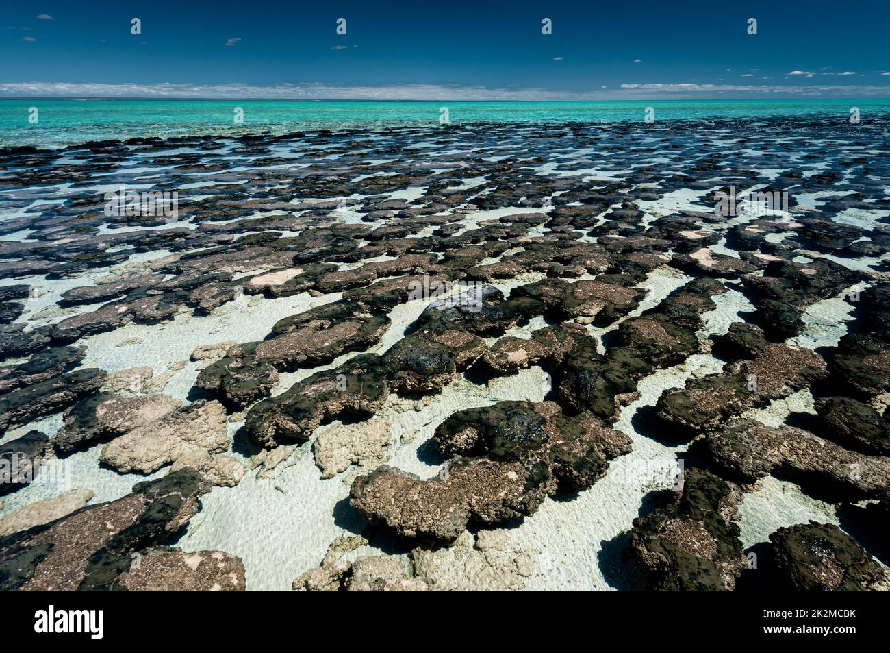 Stromatolites at Hamelin Bay, the oldest living lifeform Stock Photo ...