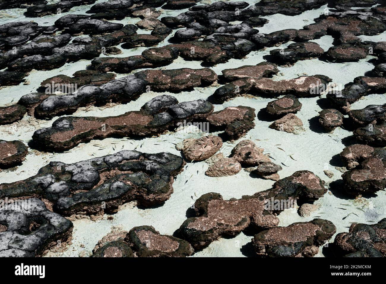 Stromatolites at Hamelin Bay, the oldest living lifeform Stock Photo ...
