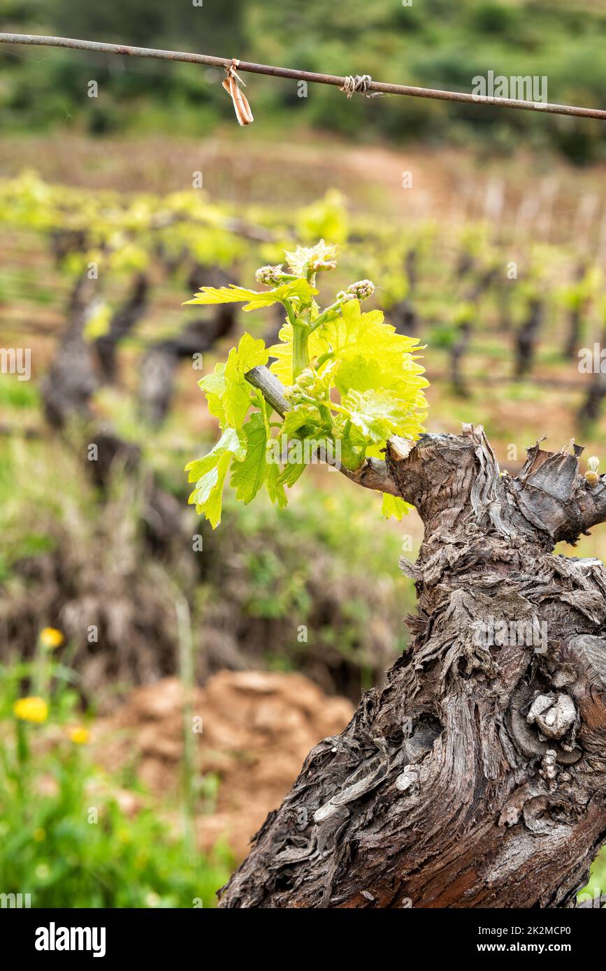 Young shoots on the branches of the vine in spring. Agriculture Stock ...