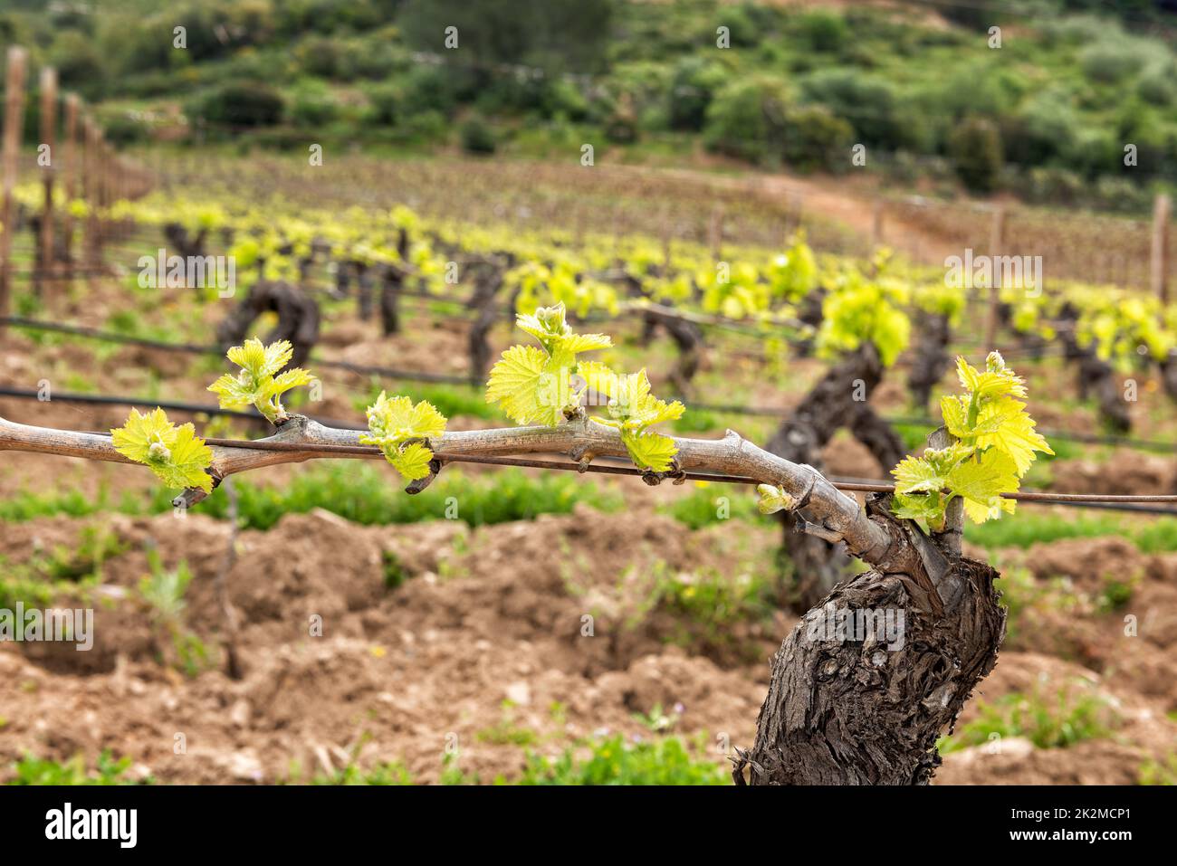 Young shoots on the branches of the vine in spring. Agriculture Stock ...