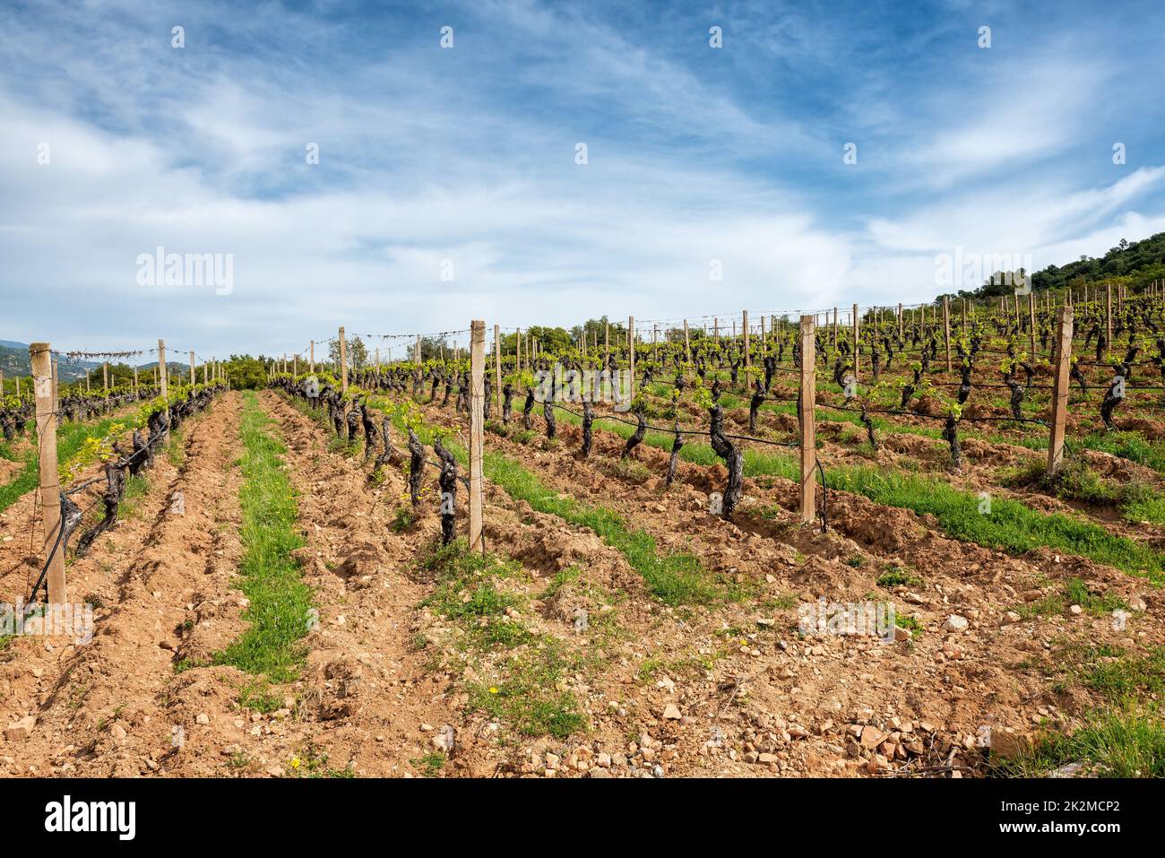 Vineyard with young shoots on the branches in spring. Agriculture Stock ...