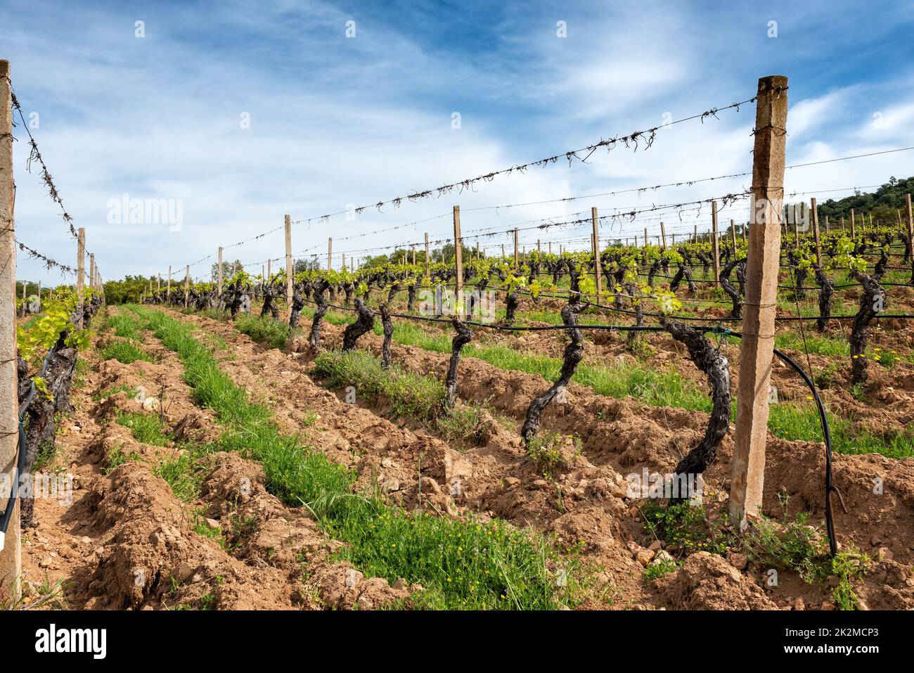Vineyard with young shoots on the branches in spring. Agriculture Stock ...
