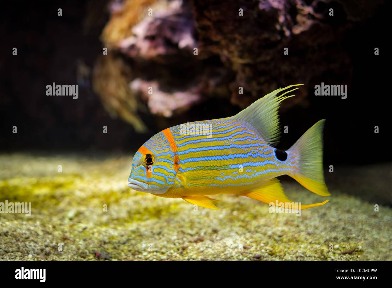 Sailfin snapper Symphorichthys spilurus blue-lined sea bream fish ...