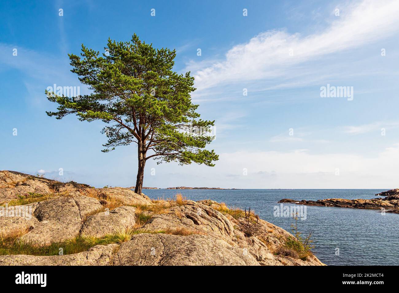 Landscape with tree in the nature reserve BÃ¸keskogen in Norway Stock ...