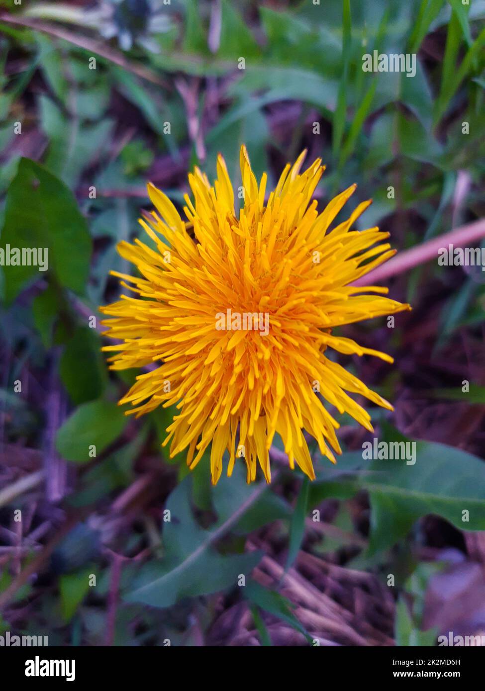 Pictures of dandelions hi-res stock photography and images - Alamy