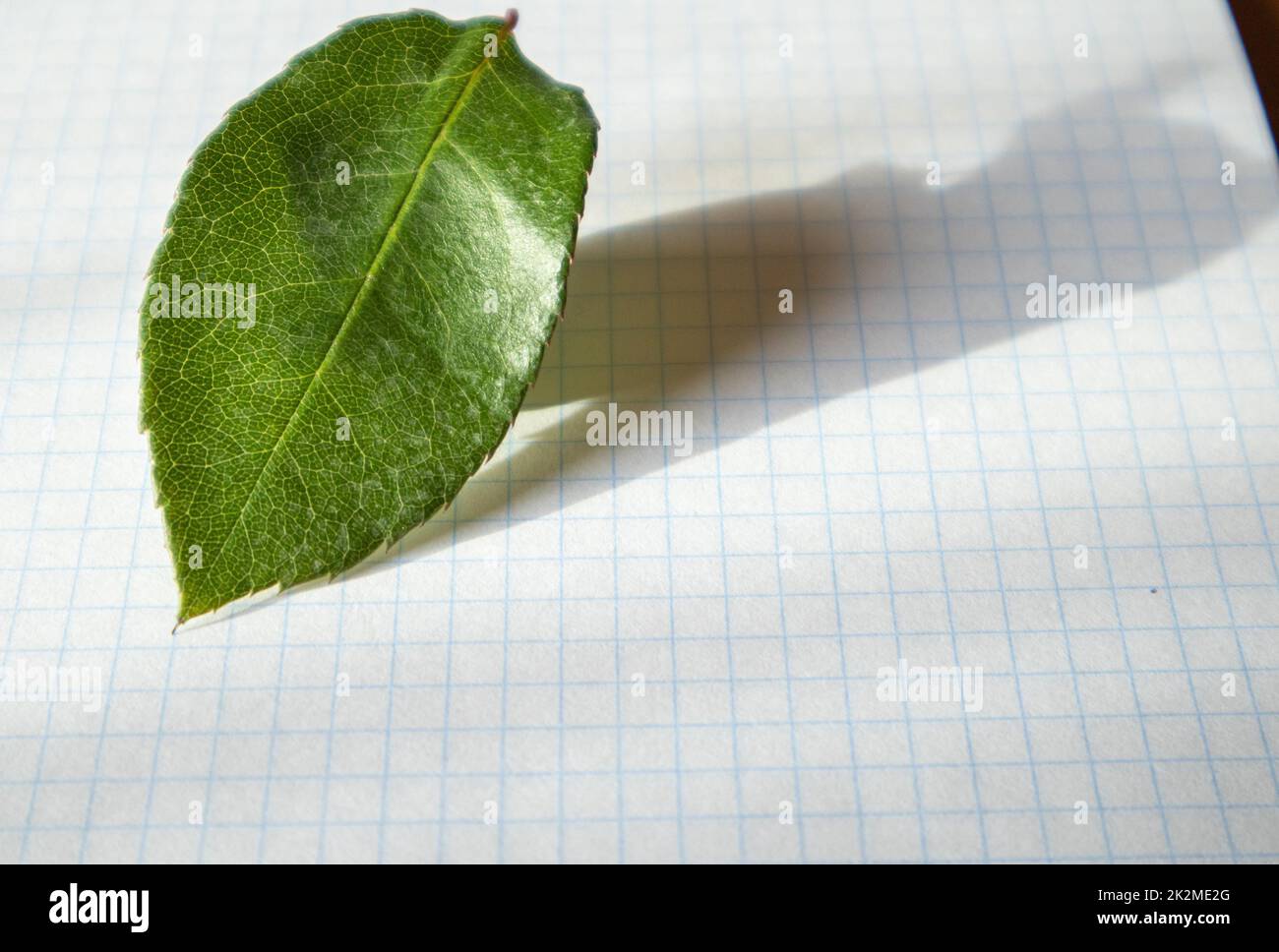 Green one piece hi-res stock photography and images - Alamy
