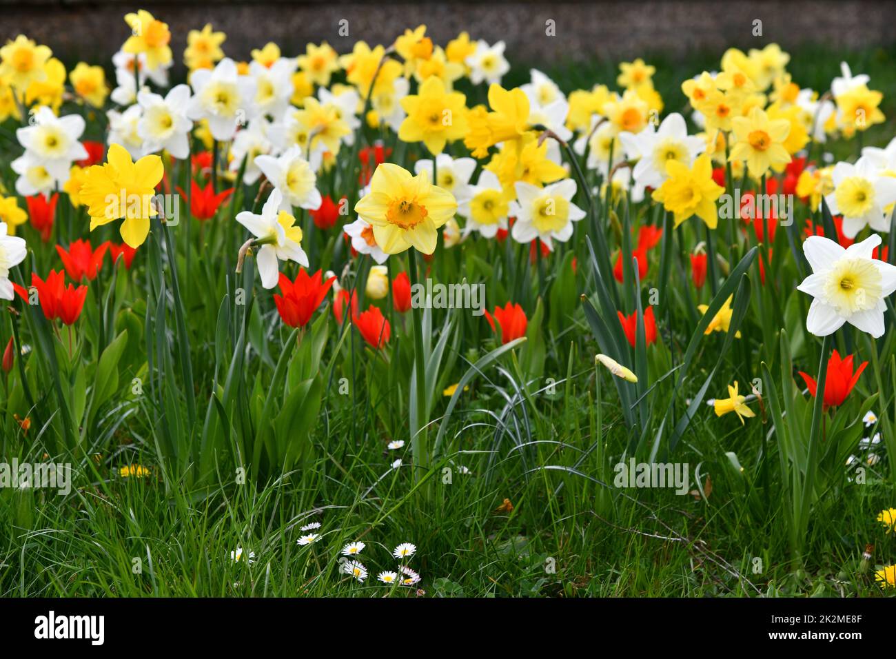 Daffodils and tulips in garden hi-res stock photography and images - Alamy