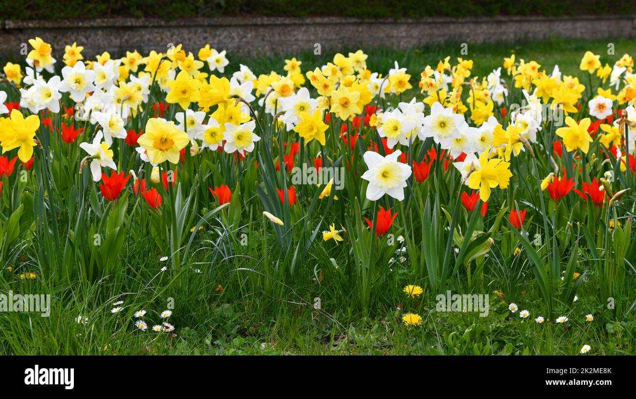 Red tulips white daffodils hi-res stock photography and images - Alamy