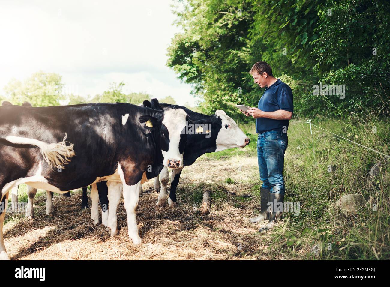 Cows field young men hi-res stock photography and images - Alamy
