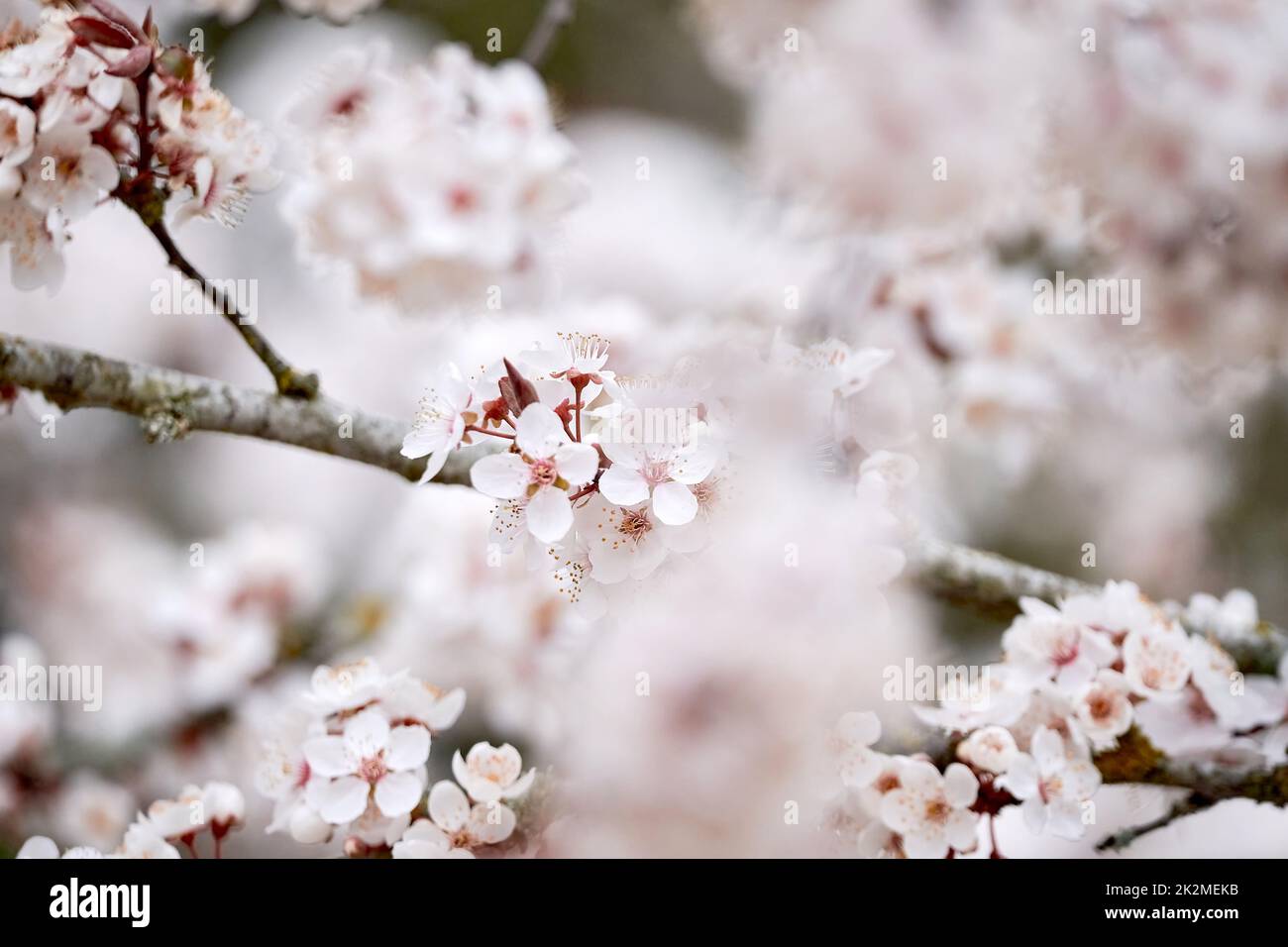 Branch of a cherry tree with cherry blossoms in spring Stock Photo - Alamy