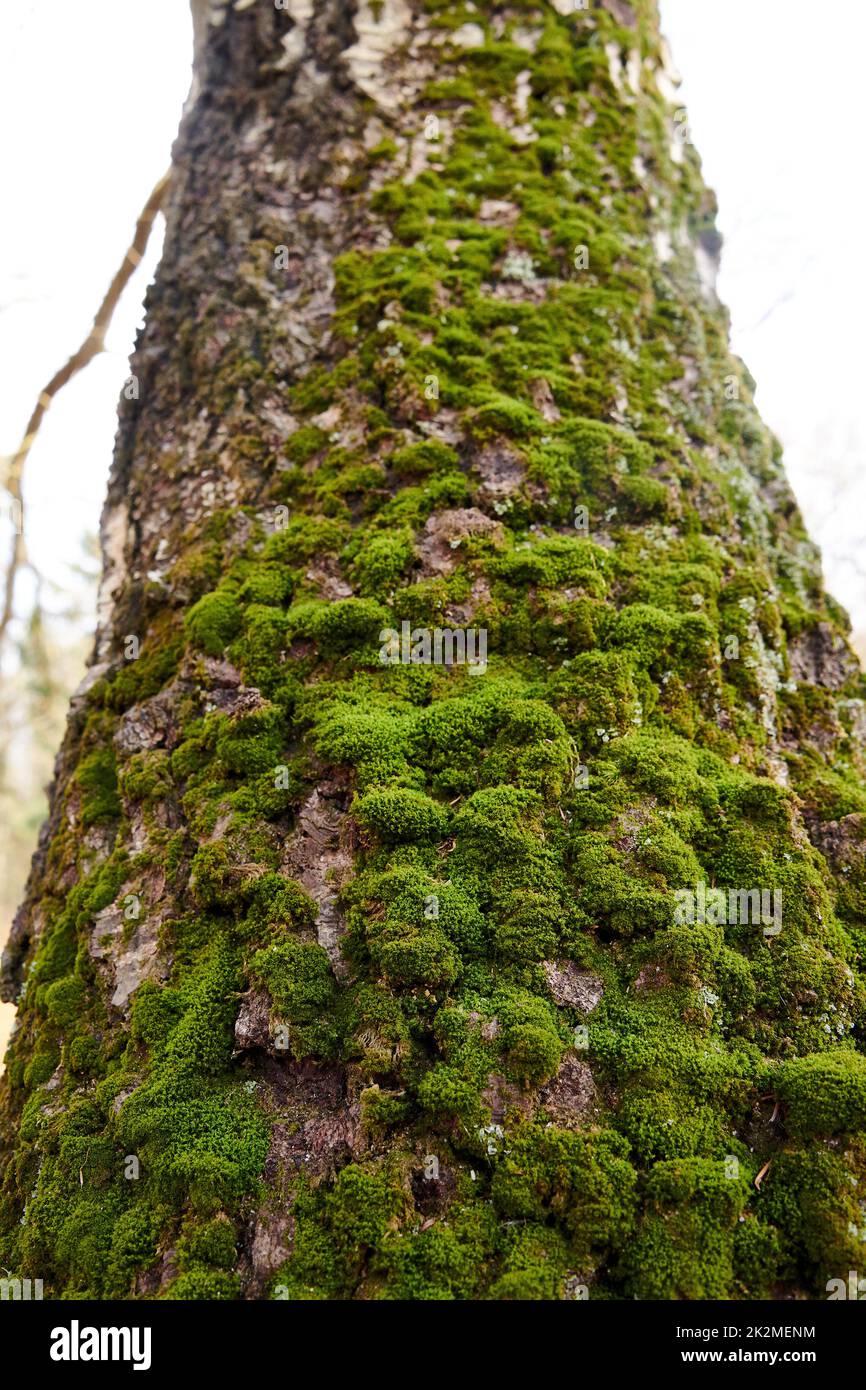 Parts of tree with mosses in forest Stock Photo - Alamy