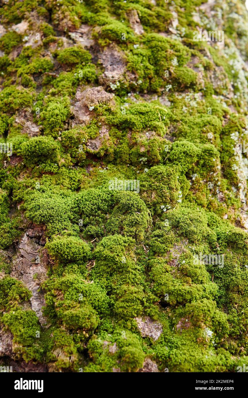 Parts of tree with mosses in forest Stock Photo - Alamy