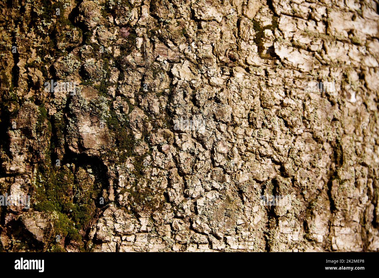 Parts of tree with mosses in forest Stock Photo - Alamy