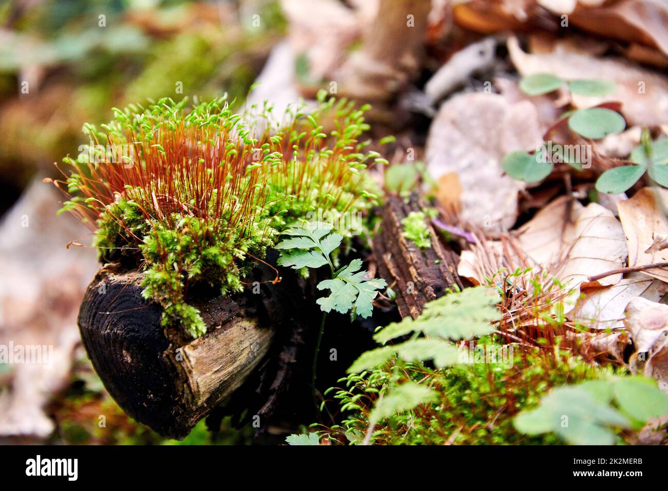Parts of tree with mosses in forest Stock Photo - Alamy