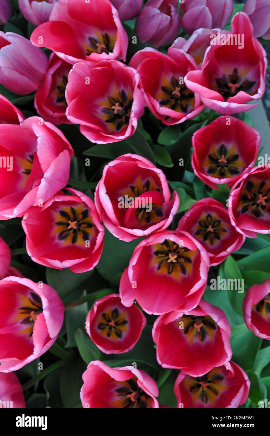 Pink tulips top view Stock Photo - Alamy
