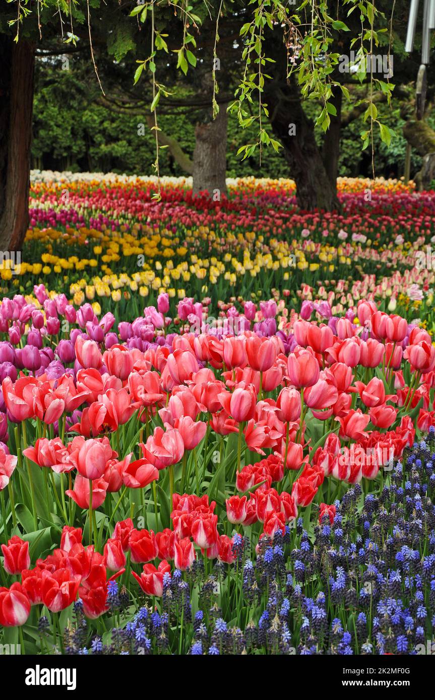 Spring botanical garden trees hi-res stock photography and images - Alamy