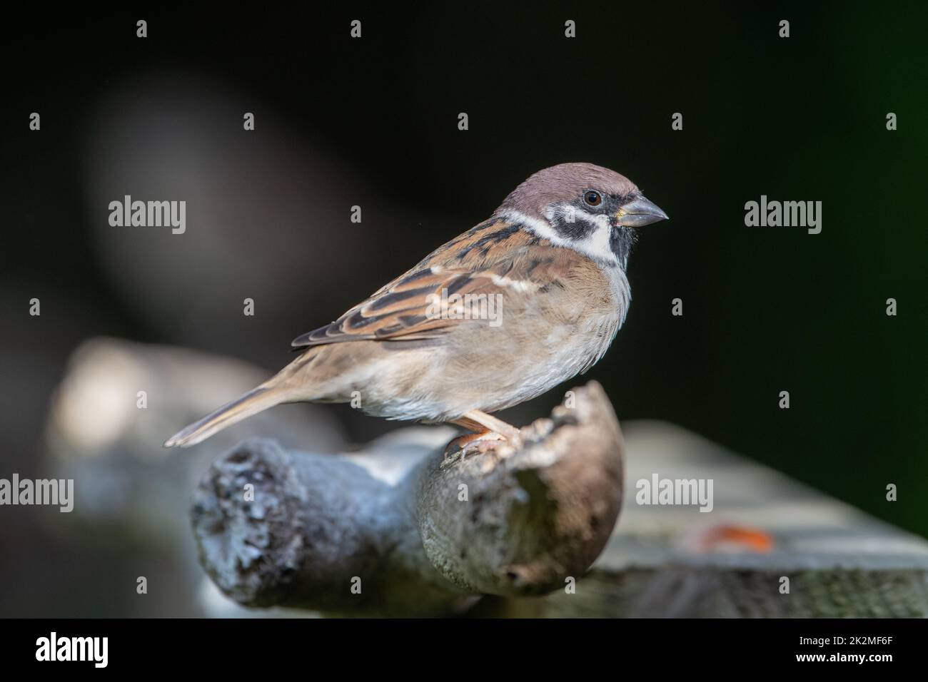 Tree sparrow, (Passer montanus), Insch, Aberdeenshire, Scotland, UK ...