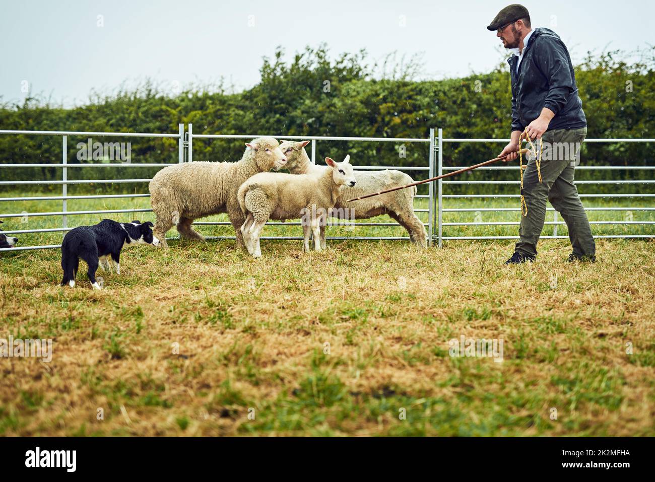 Sheep dog and sheep and farmer hi-res stock photography and images - Alamy