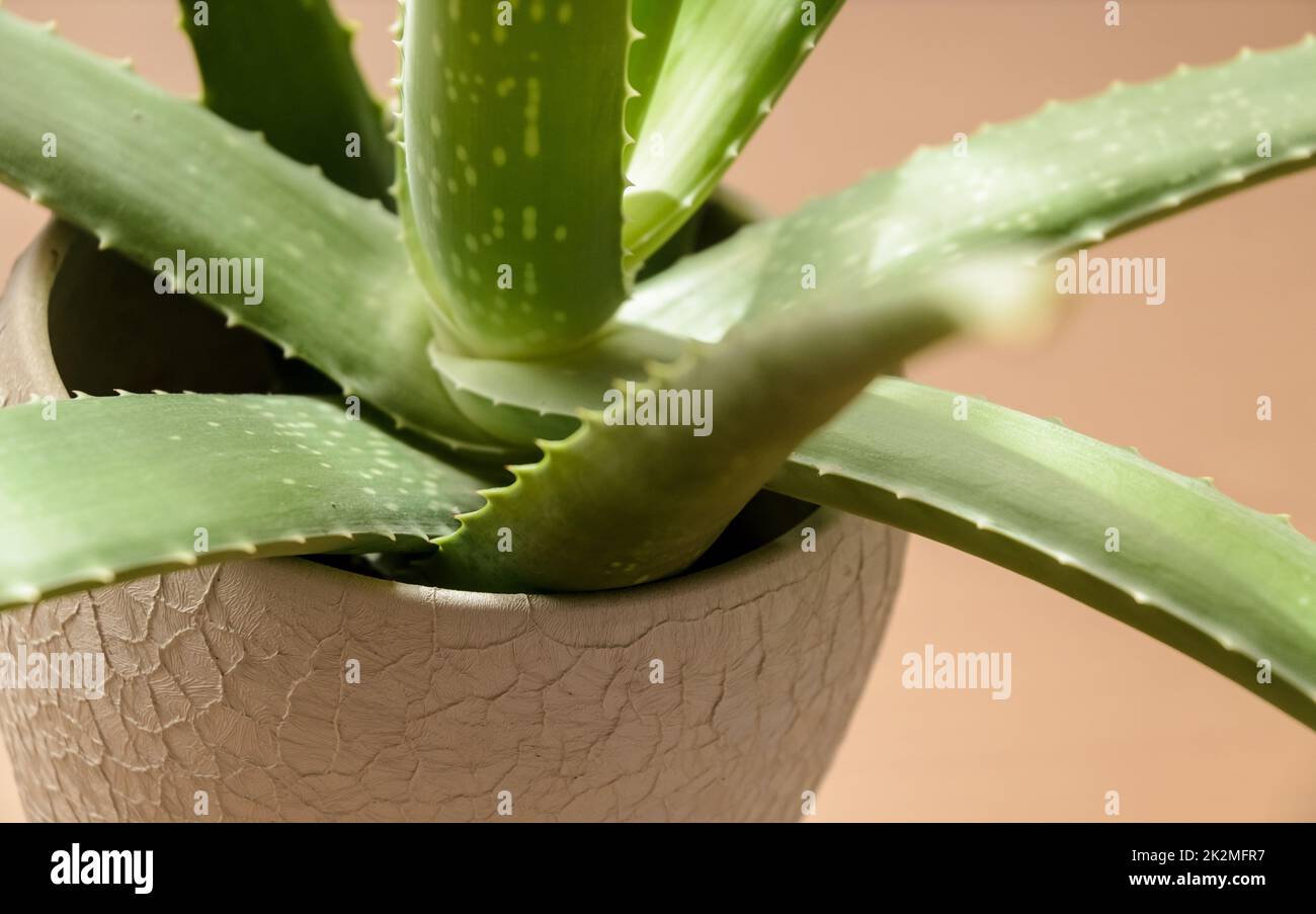 Aloe vera, green tropical potted plant on wooden desk, indoors Stock ...