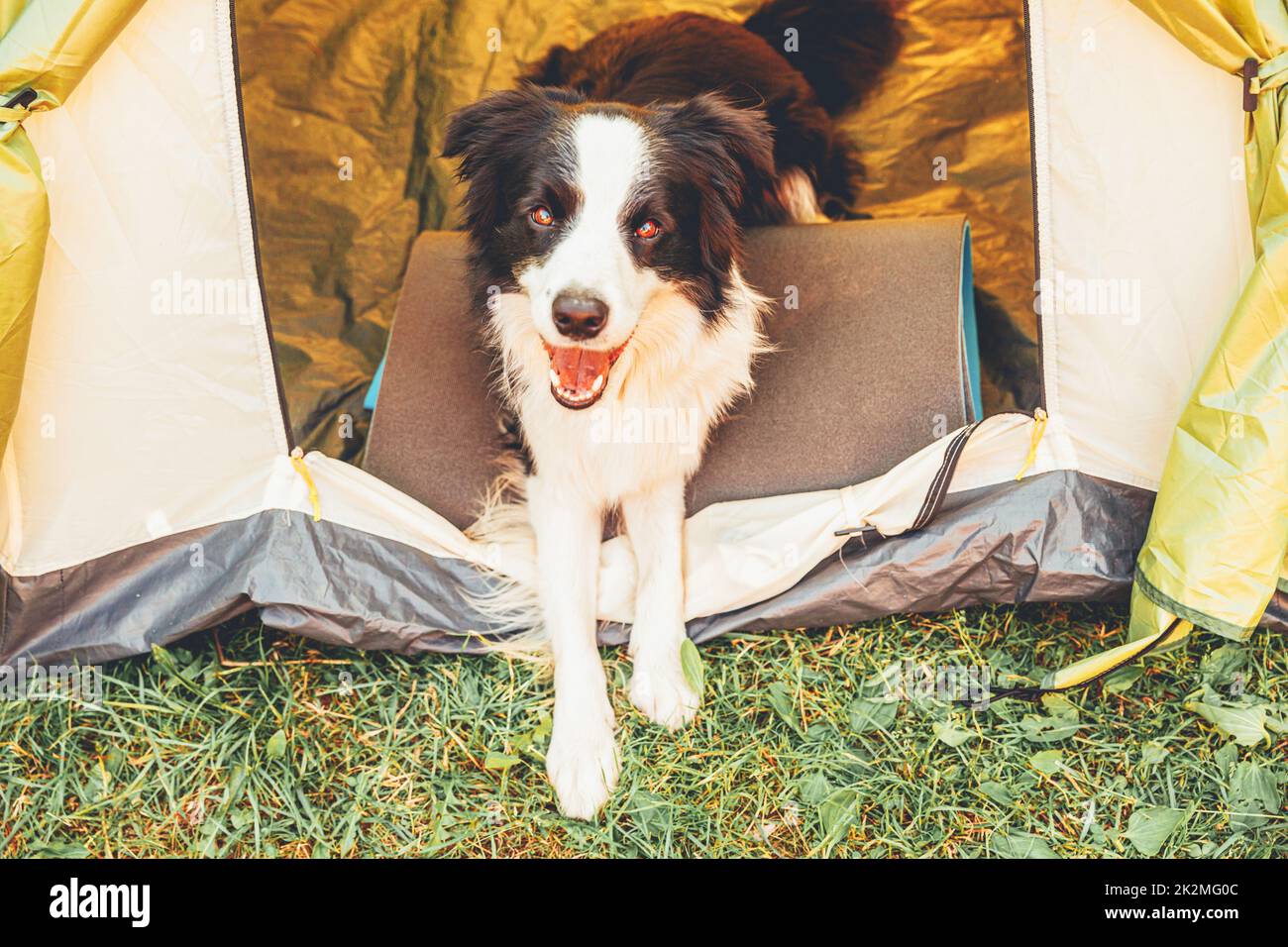 Outdoor portrait of cute funny puppy dog border collie lying down ...