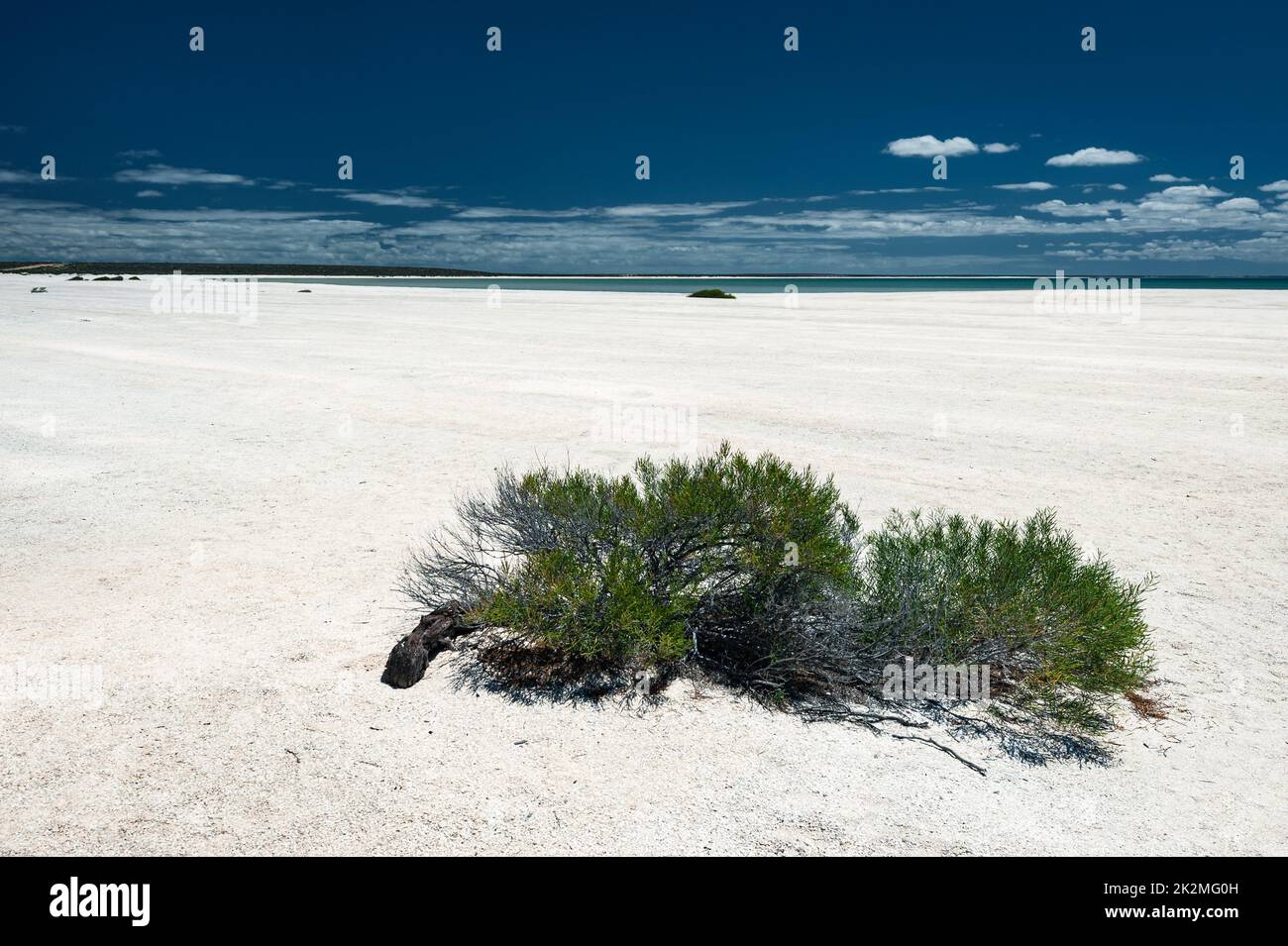 Outstanding Shell Beach at Shark Bay Stock Photo - Alamy