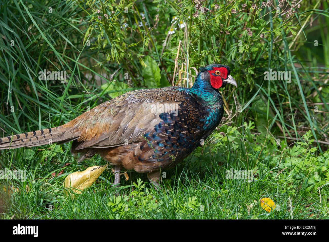 Male Pheasant (Phasianus colchicus), Insch, Aberdeenshire, Scotland, UK ...