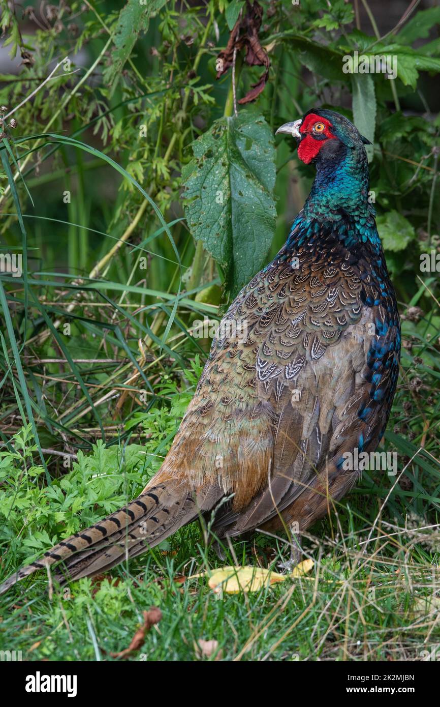 Male Pheasant (Phasianus colchicus), Insch, Aberdeenshire, Scotland, UK ...