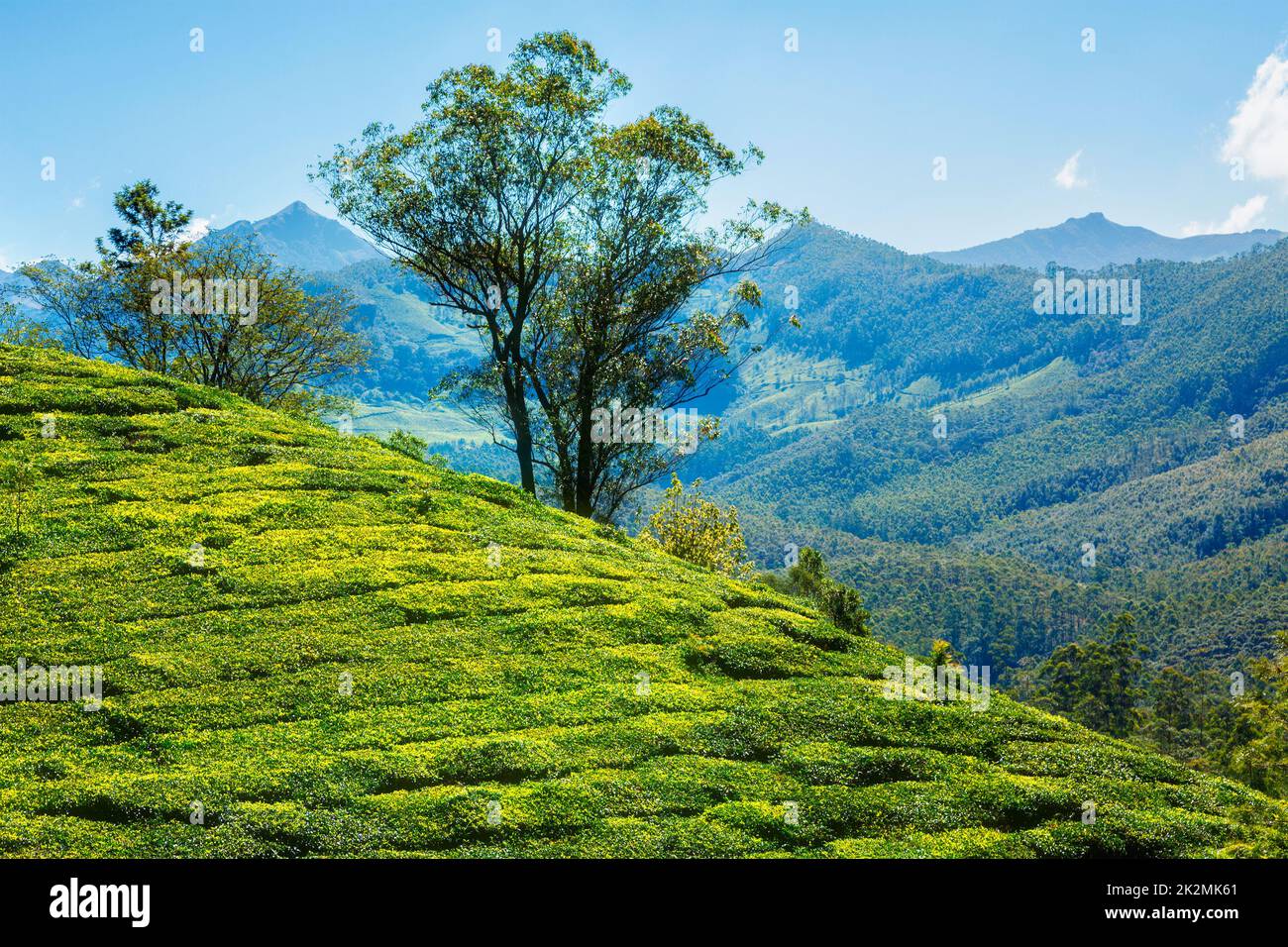 Tea plantation in the morning, India Stock Photo - Alamy