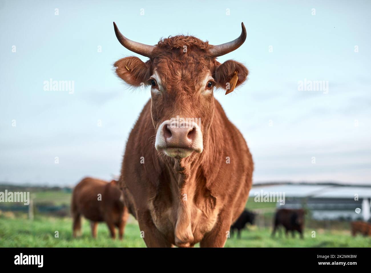 Prized cow hi-res stock photography and images - Alamy