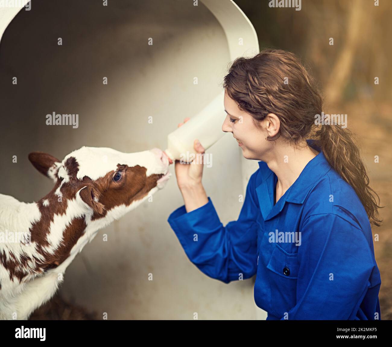 Hand feeding cow hi-res stock photography and images - Alamy