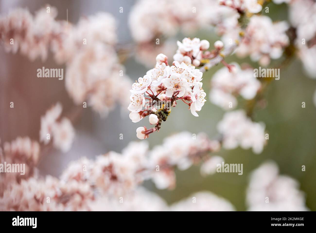 Branch of a cherry tree with cherry blossoms in spring Stock Photo - Alamy