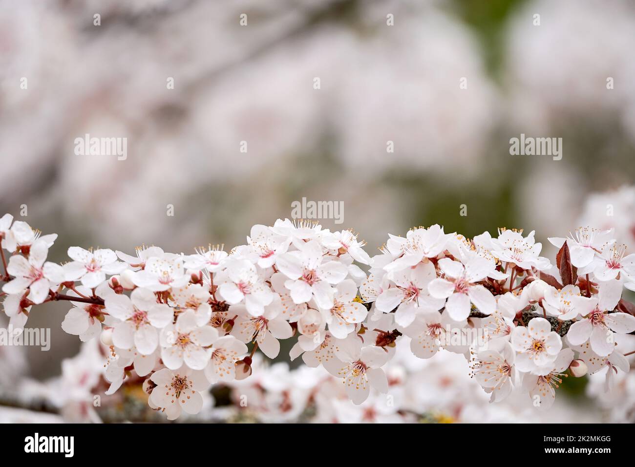 Branch of a cherry tree with cherry blossoms in spring Stock Photo - Alamy