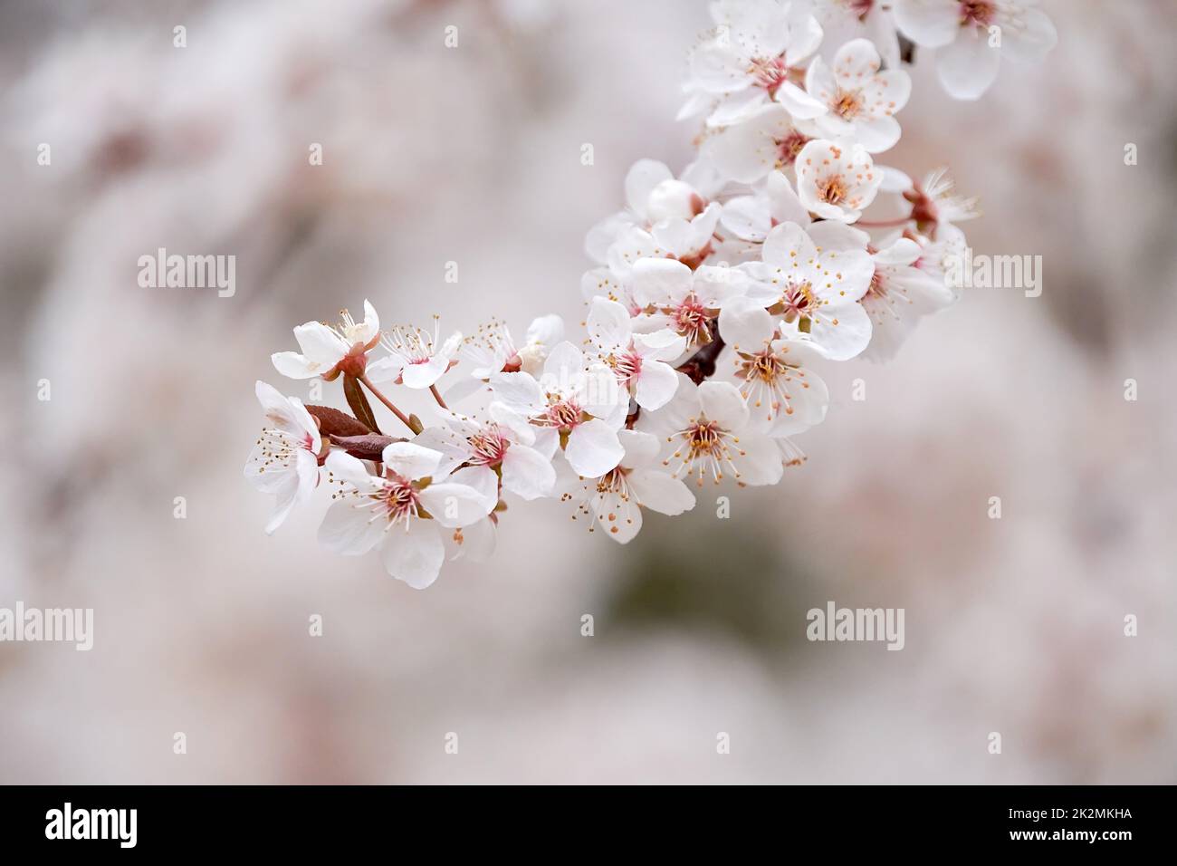 Branch of a cherry tree with cherry blossoms in spring Stock Photo - Alamy