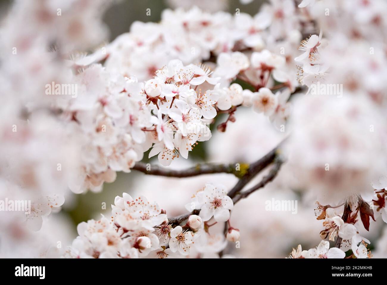 Branch of a cherry tree with cherry blossoms in spring Stock Photo - Alamy