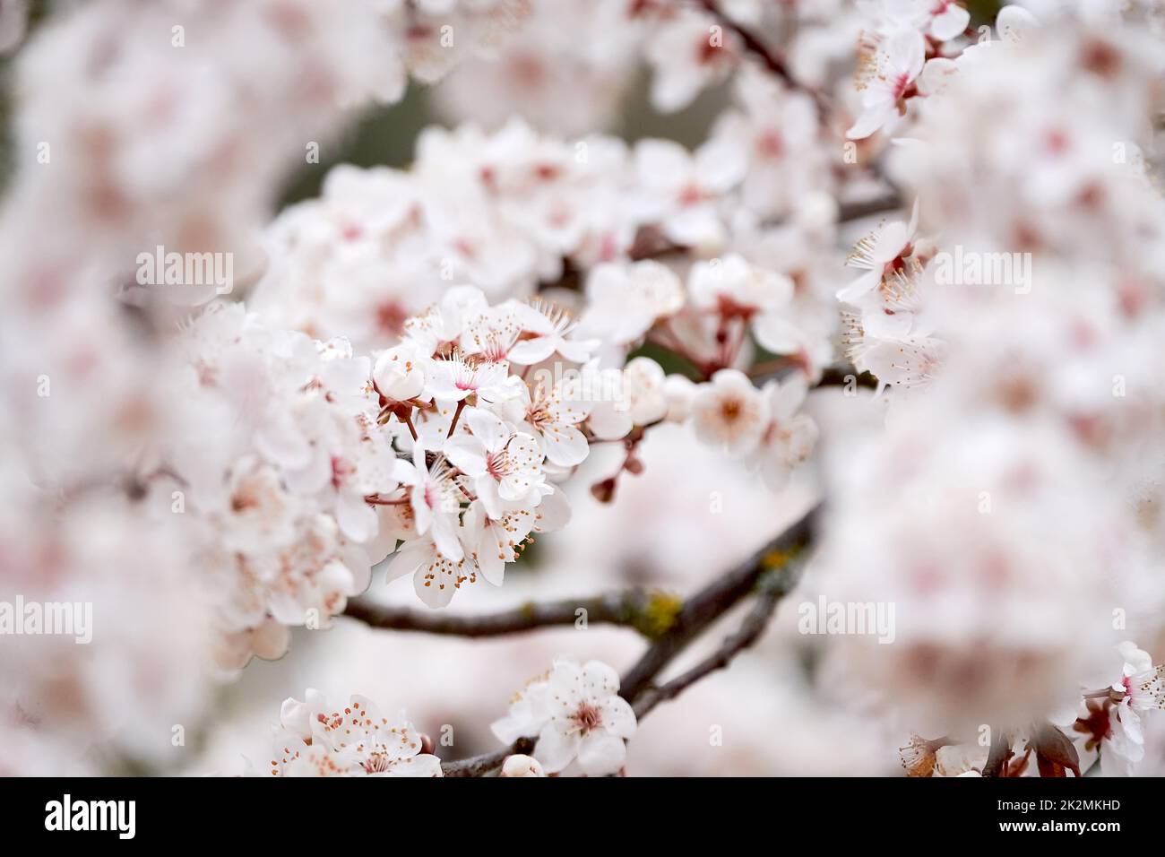 Branch of a cherry tree with cherry blossoms in spring Stock Photo - Alamy