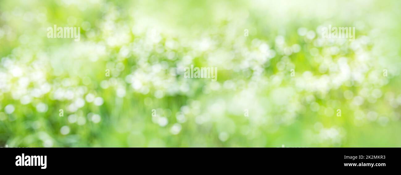 Light green background hi-res stock photography and images - Alamy