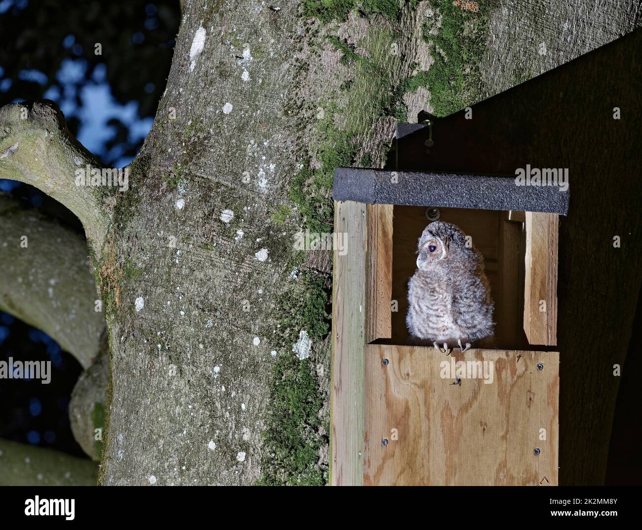 Tawny owl (Strix aluco) chick looking around while perched in the ...