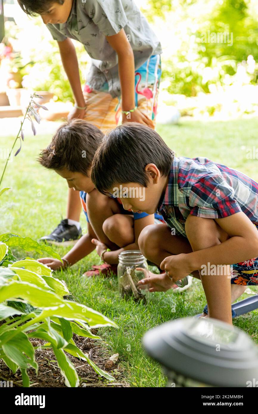 Caucasian insects hi-res stock photography and images - Alamy