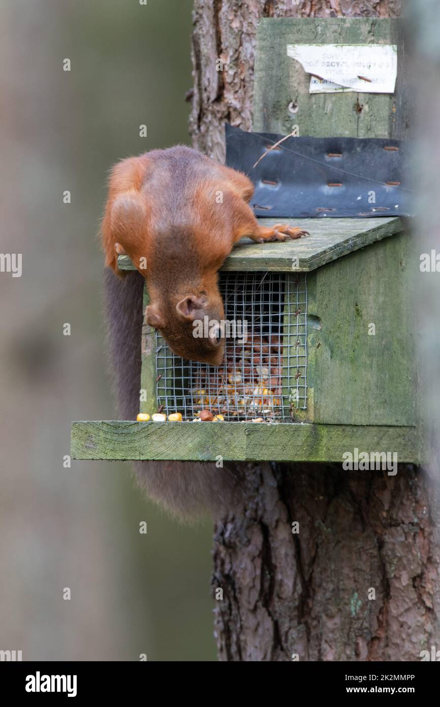 Feeder box hi-res stock photography and images - Alamy