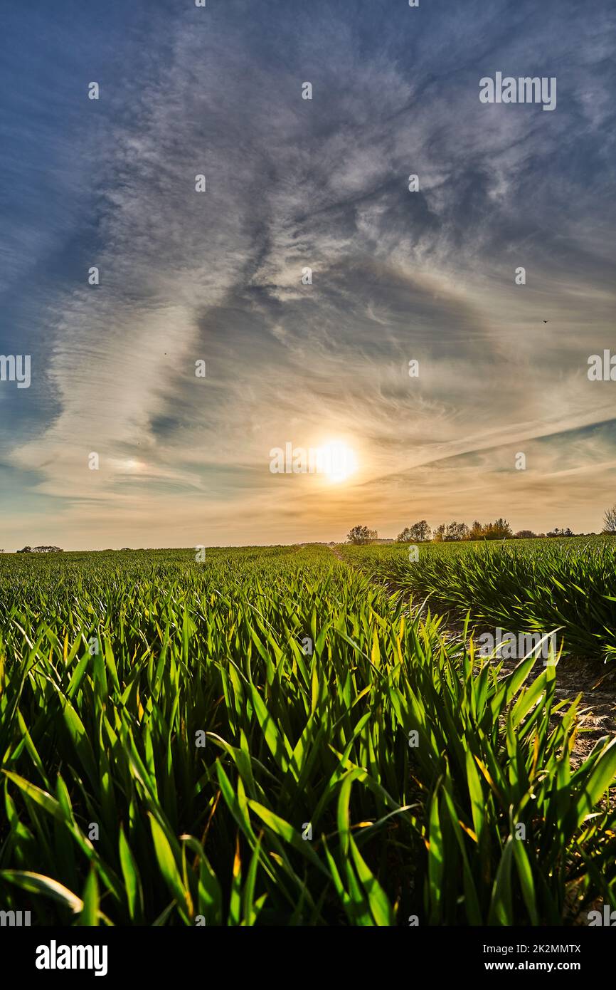 dry field in the sun Stock Photo - Alamy