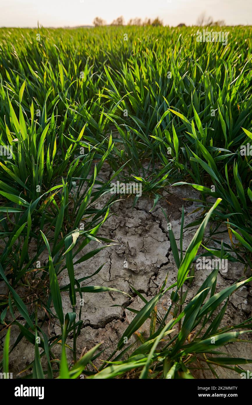 dry field in the sun Stock Photo - Alamy