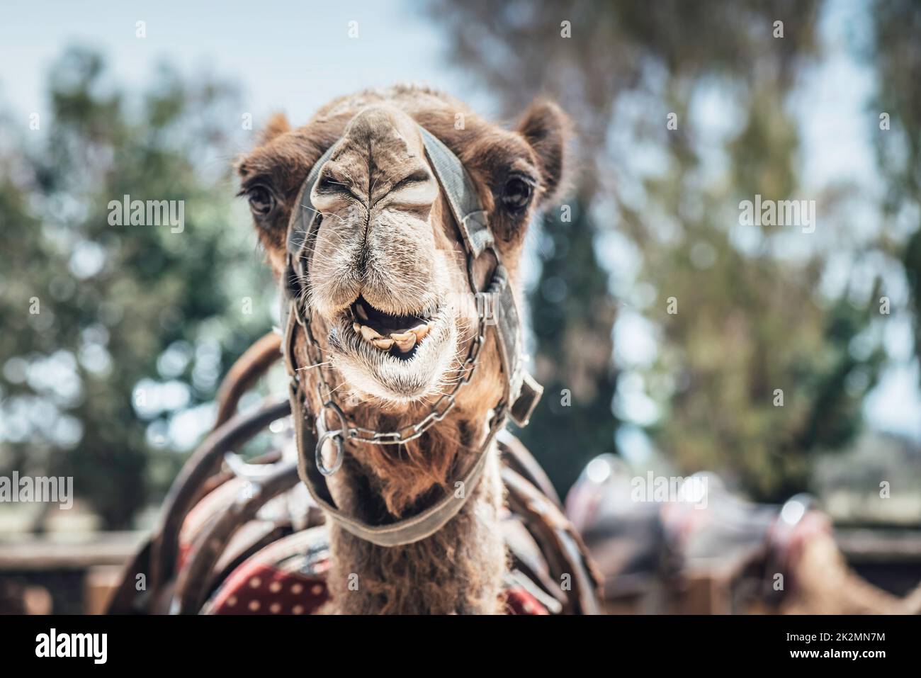 Camel face close up hi-res stock photography and images - Alamy