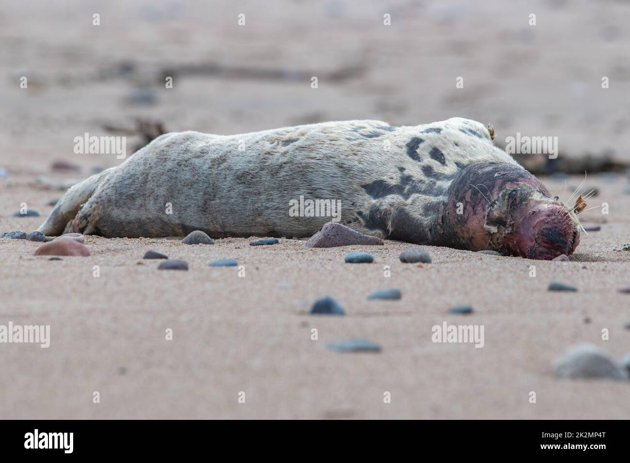Dead pup hi-res stock photography and images - Alamy