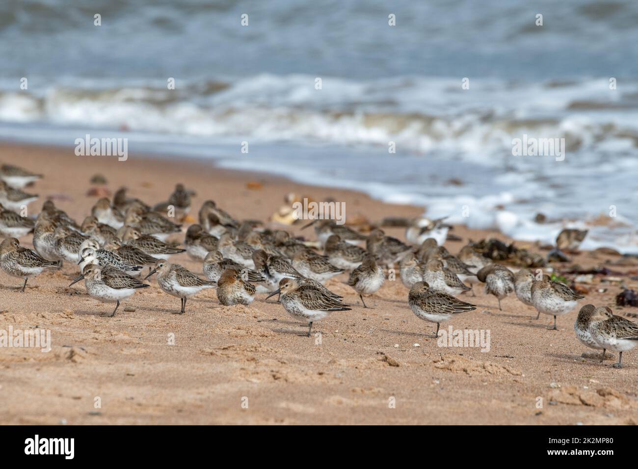 Dunlin, (Calidris alpina), winter plumage, Donmouth Beach, Aberdeen ...
