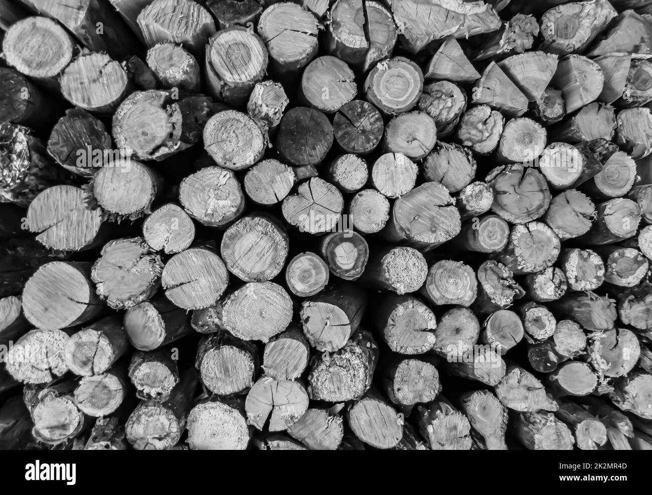 White oak logs hi-res stock photography and images - Alamy