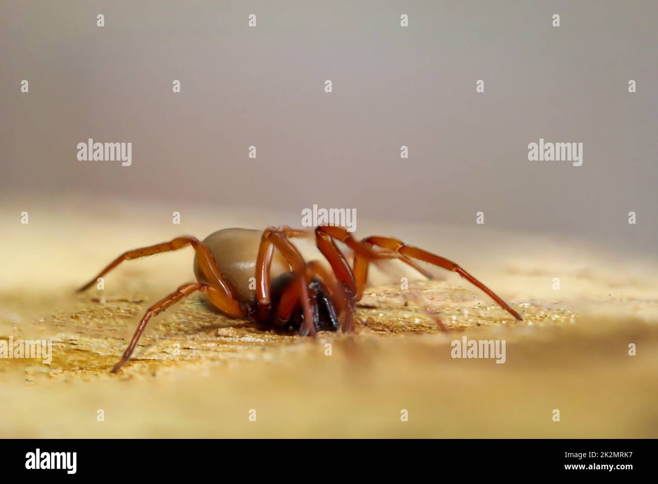 Close-up of a six-eyed spider. It is a family of the true web spiders ...